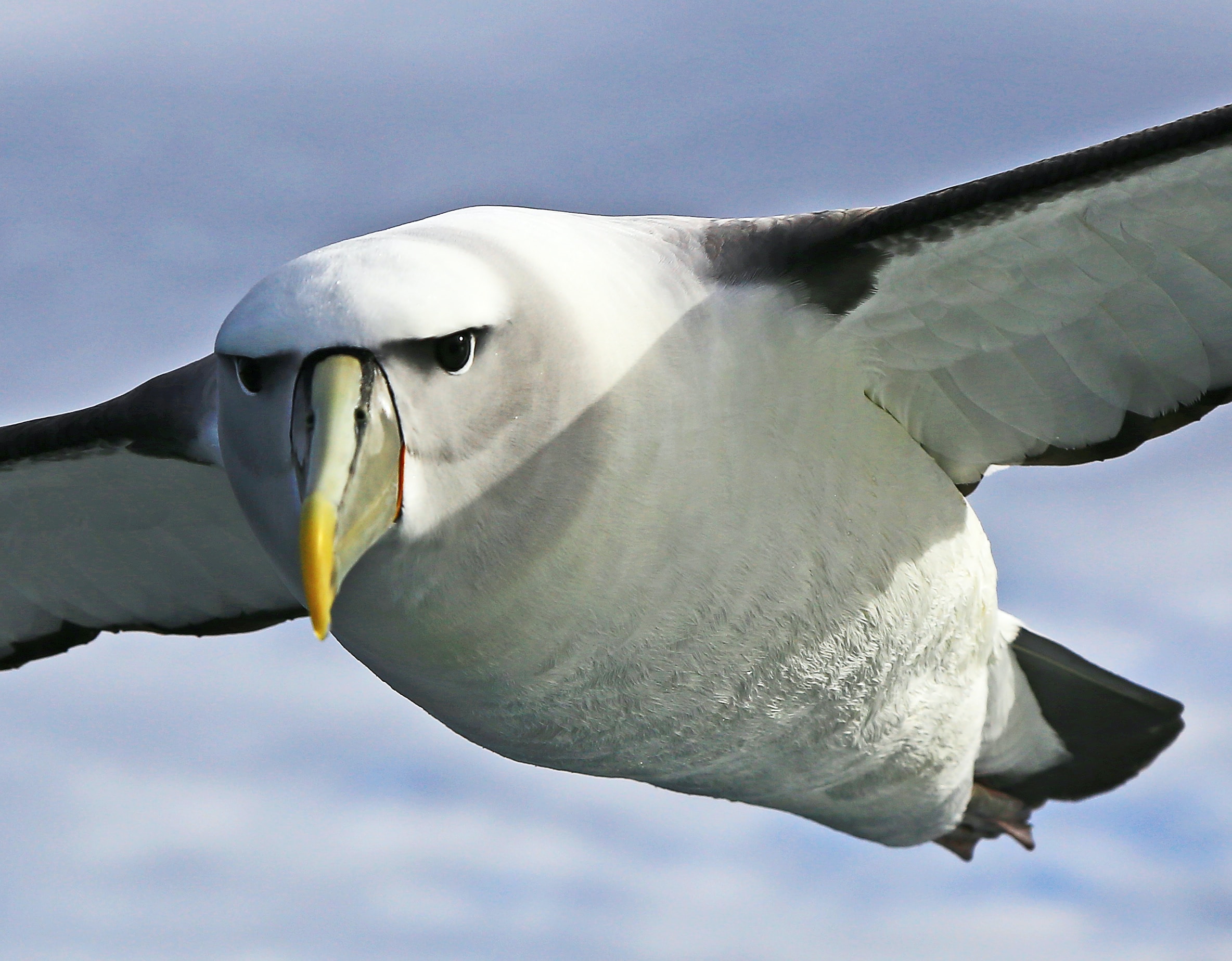 Why Does Golf Use Bird Names? (Explained)