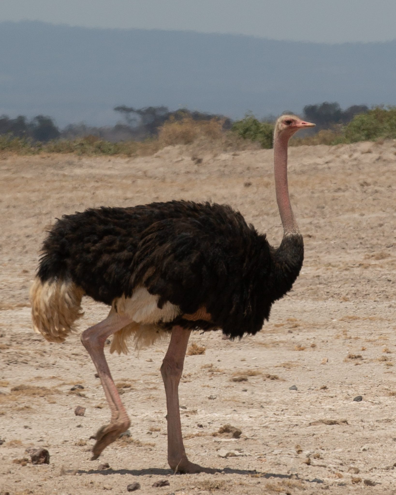 Why Does Golf Use Bird Names? (Explained)